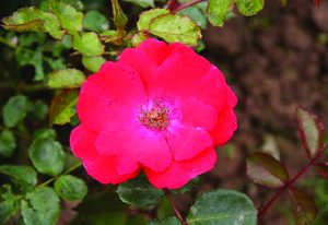 I 4 migliori oli cosmetici